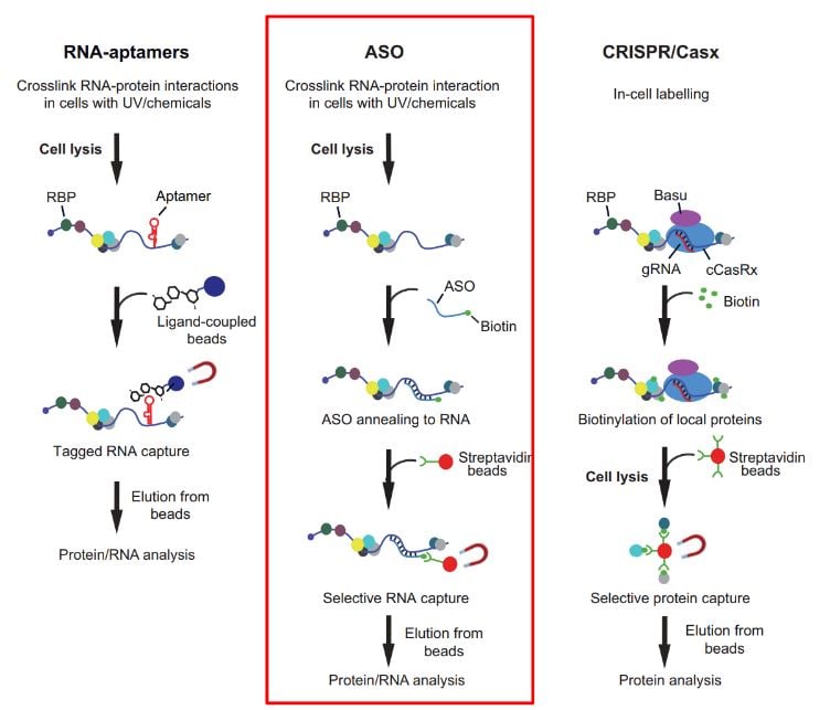 The Complex Case of Antisense Oligonucleotides