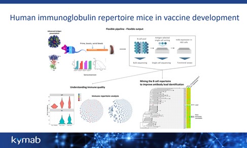 Using Humanised Mice to Evaluate Vaccine Efficacy