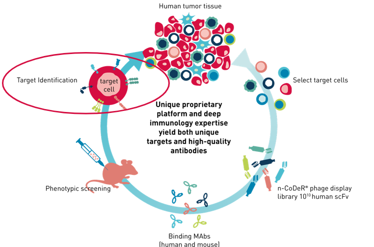 Accelerating Target Deconvolution for Therapeutic Antibody Candidates