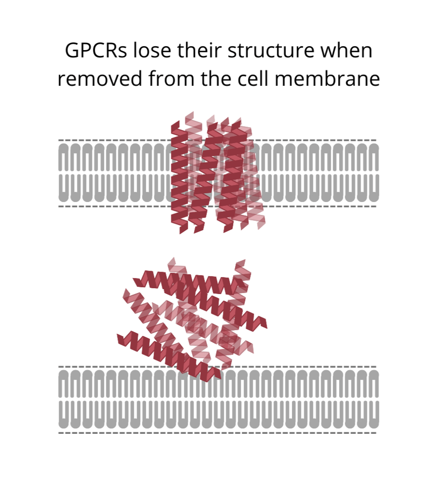 Shooting for the StaRs: Stabilising GPCRs and Mapping Their Structure
