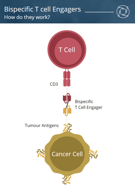 What are the Key Challenges in Developing Bispecific Antibodies for ...