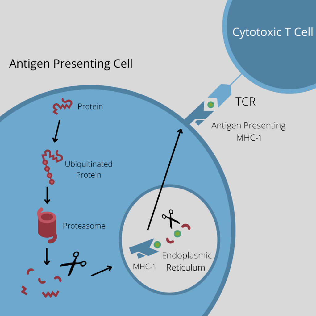 Investigating the Core Tenet of Immunotherapy: MHC-I Peptide-Receptor ...