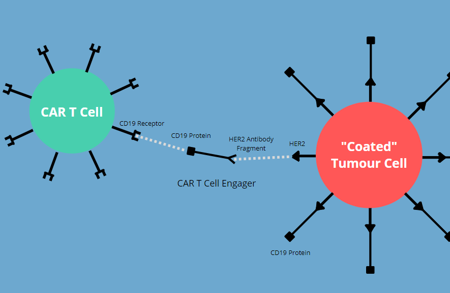 Tackling Solid Tumours in Immuno-Oncology