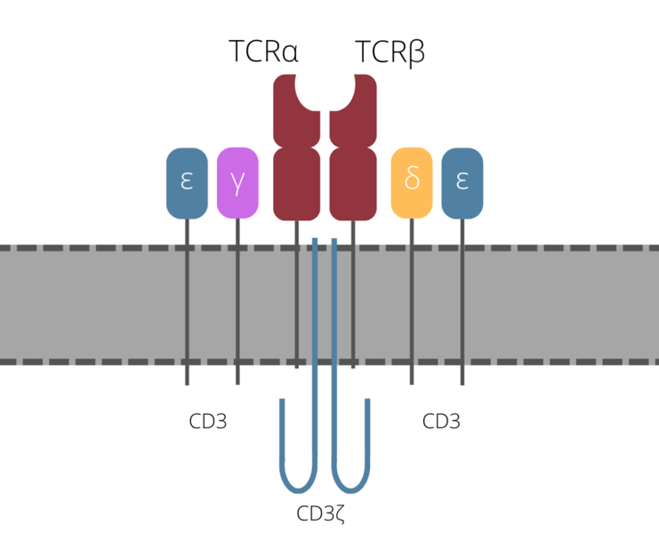 Immuno Oncology Investigations: The NKG2D Pathway, Diagnostic Biomarker ...